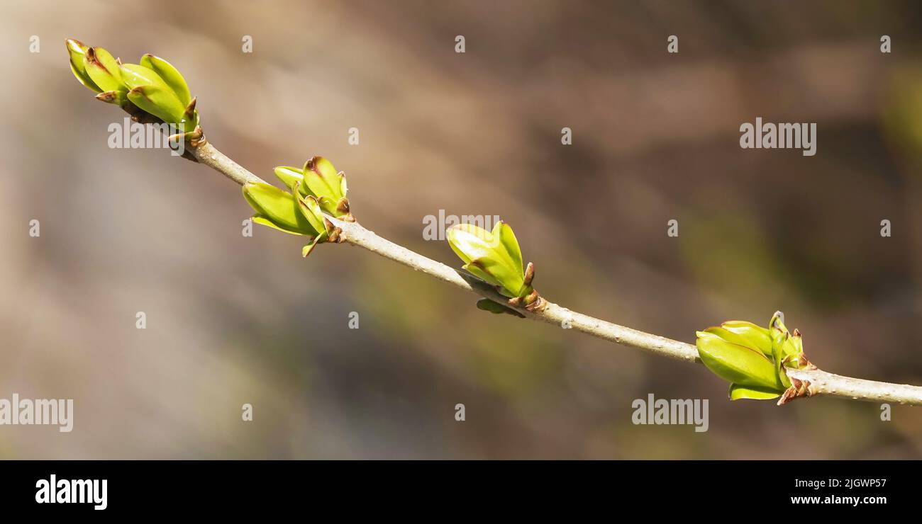 Trees wake up in spring, buds bloom, leaves appear Stock Photo - Alamy