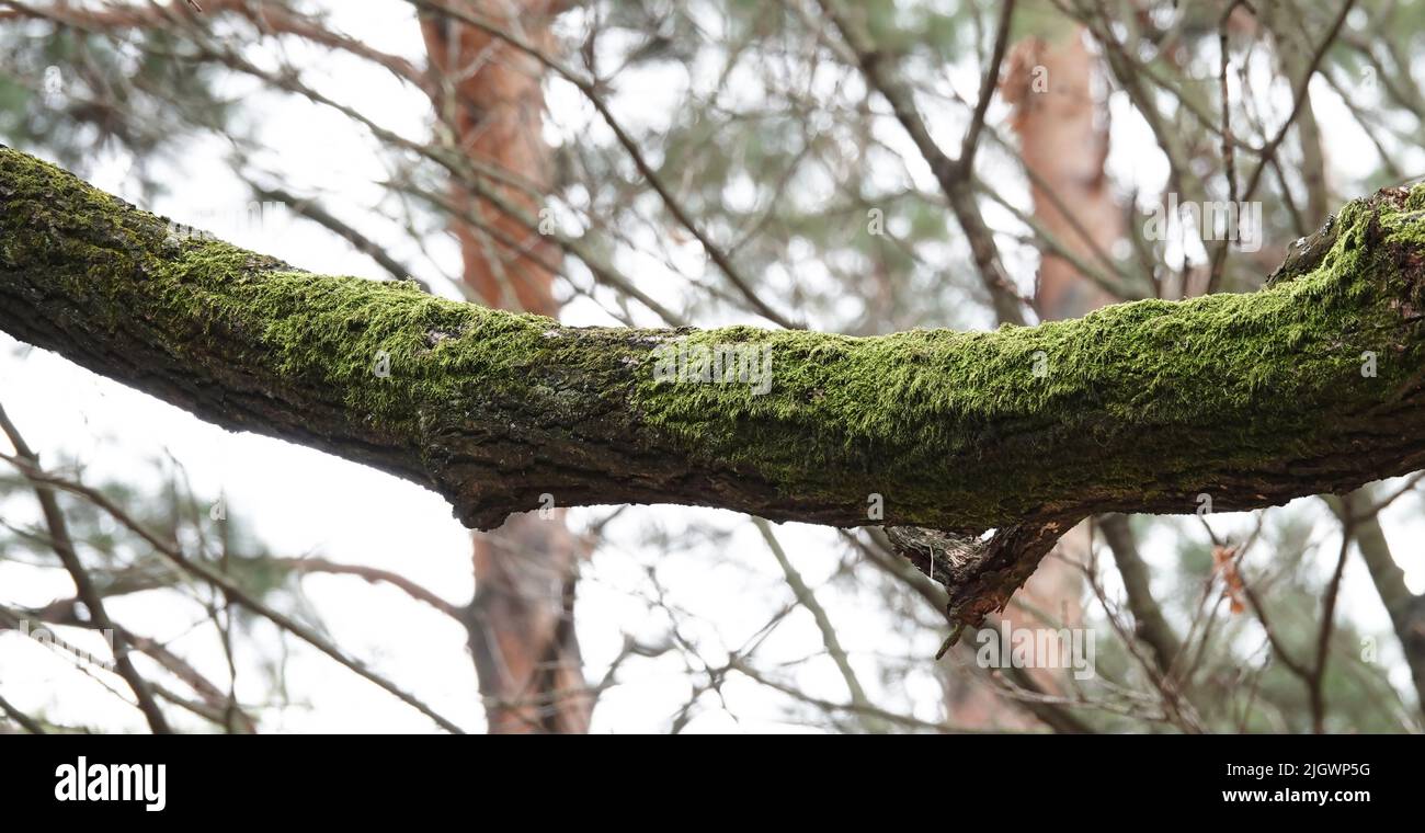 A tree branch covered with a thick layer of green moss Stock Photo - Alamy