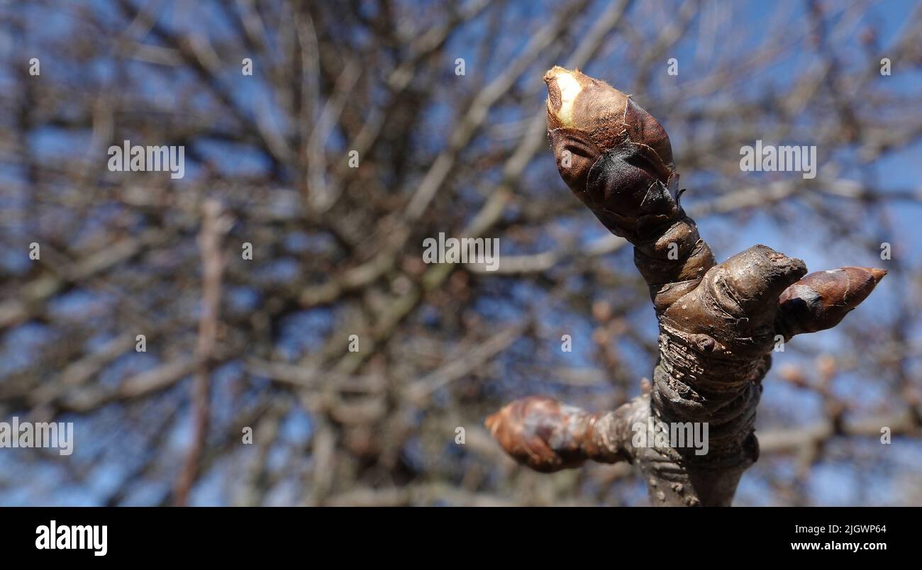 Swollen buds on trees hi-res stock photography and images - Alamy