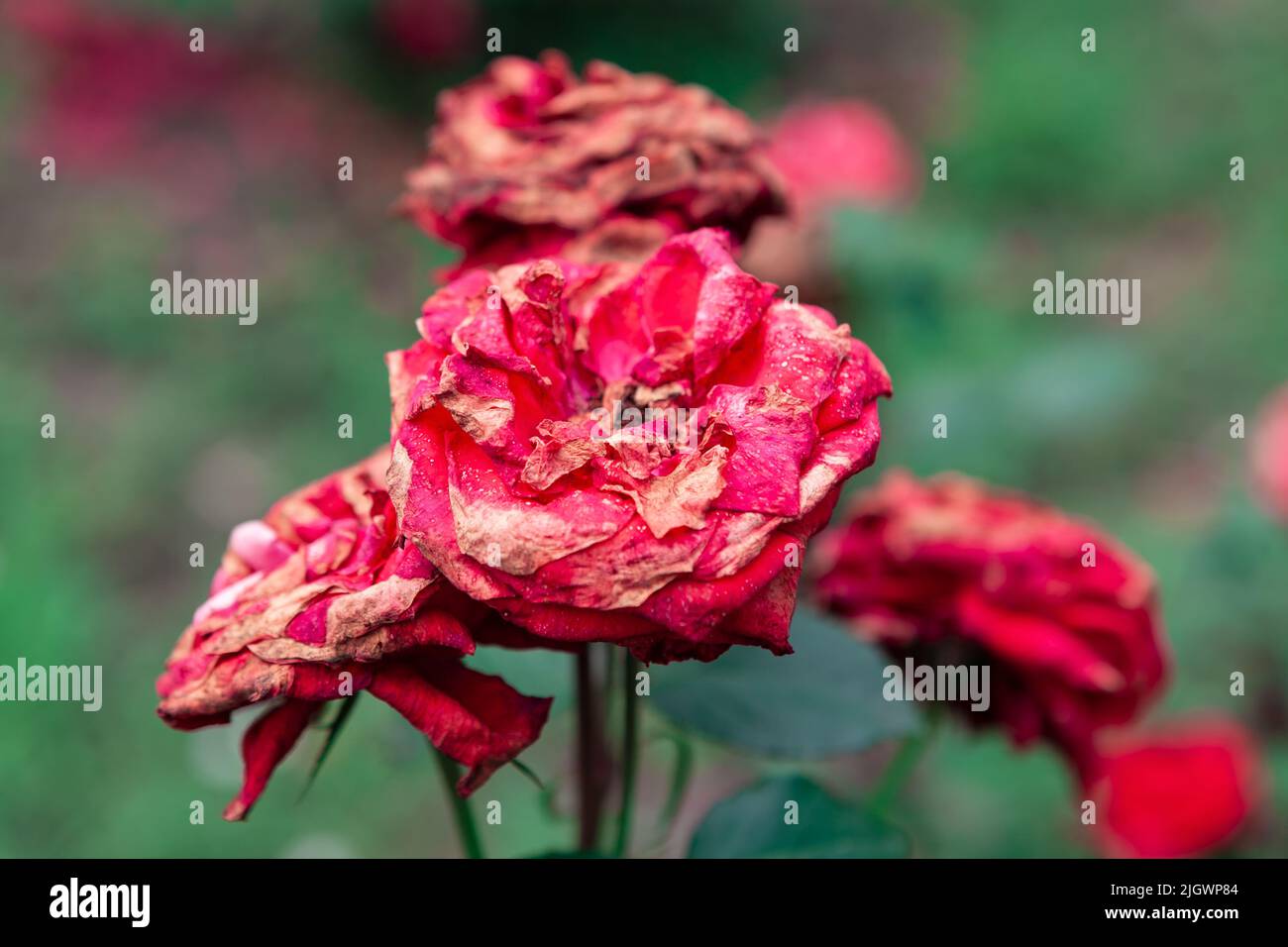 Withered roses in the garden . Wilted red flowers Stock Photo - Alamy
