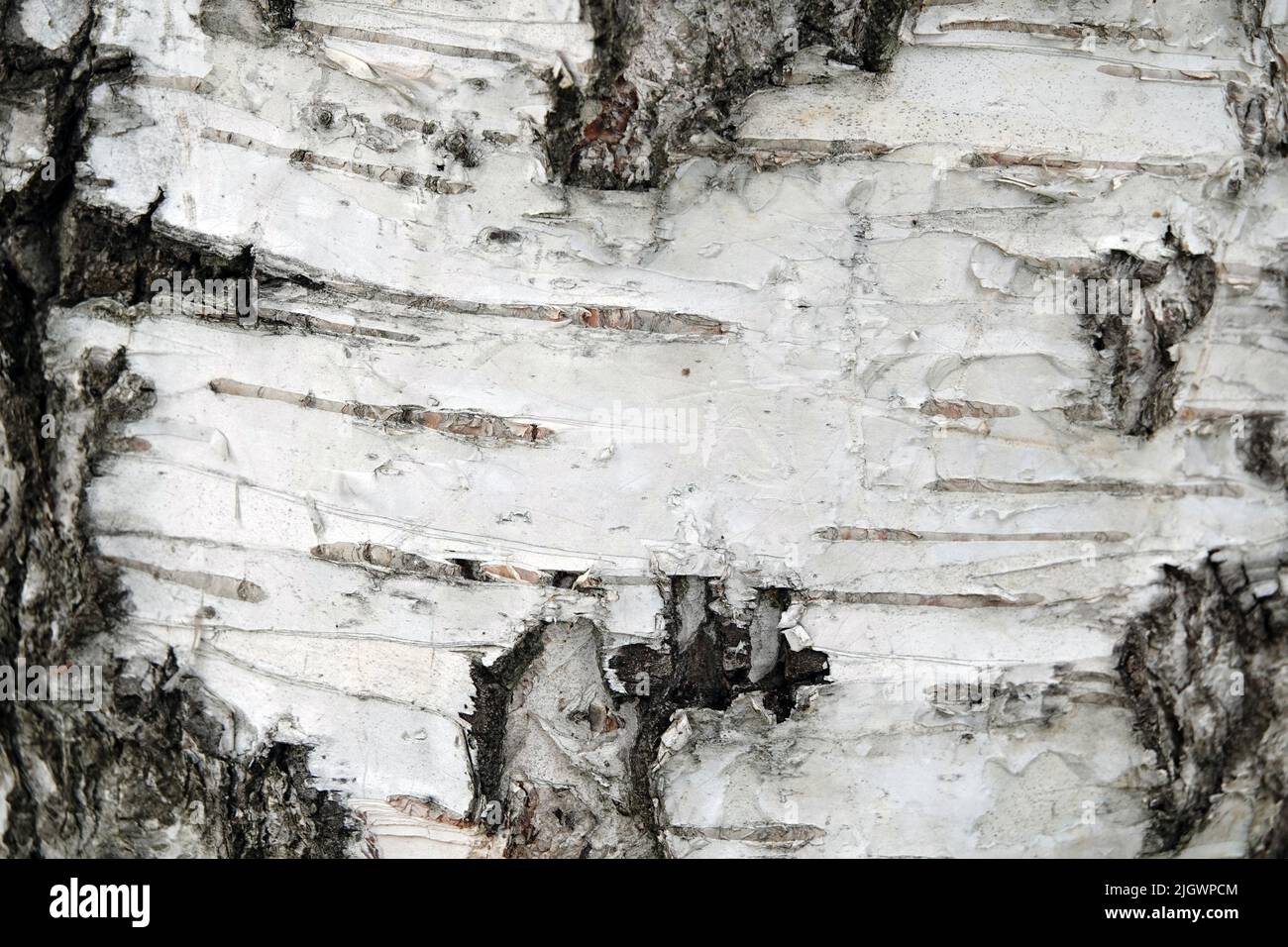 White birch bark with green sprouted leaf Stock Photo - Alamy