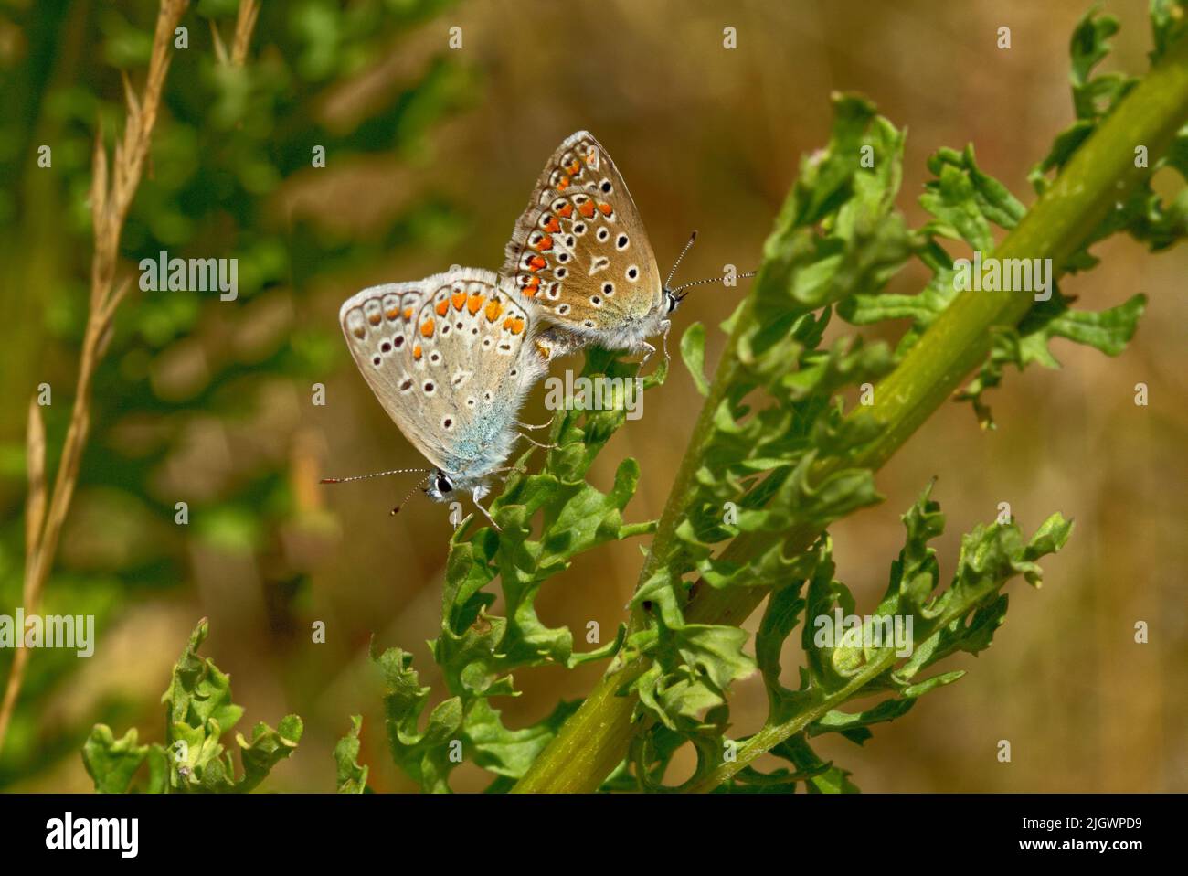 Polyommatus argiolus hi-res stock photography and images - Alamy