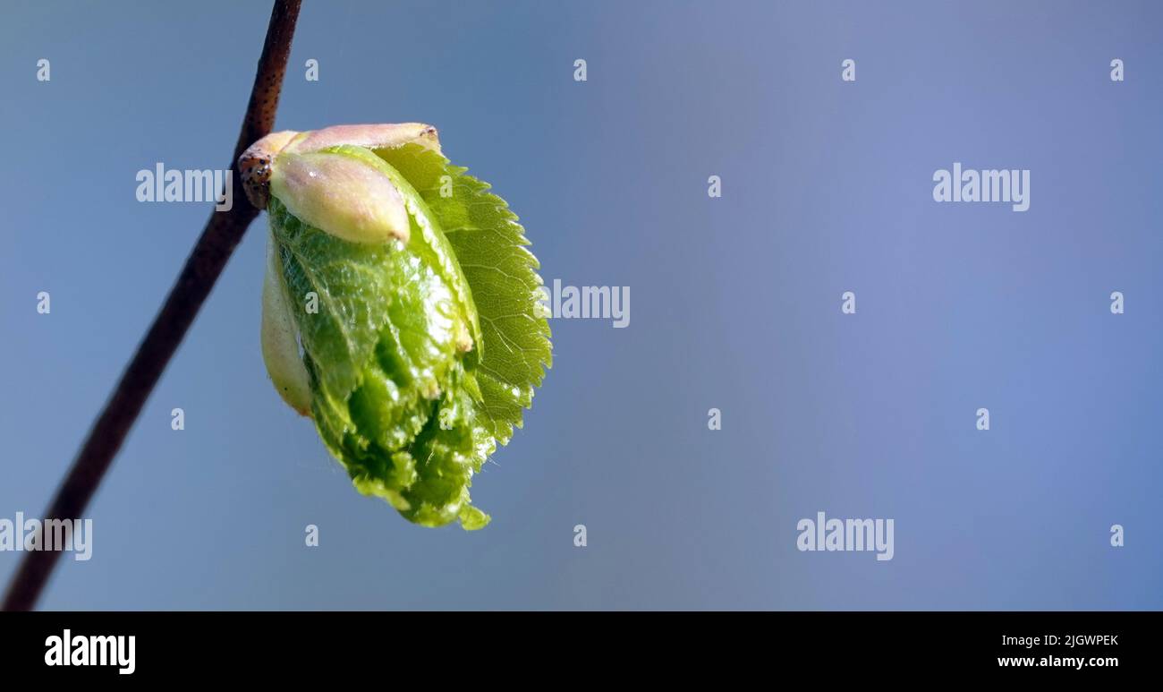 In spring, trees awaken, buds open, leaves appear Stock Photo - Alamy