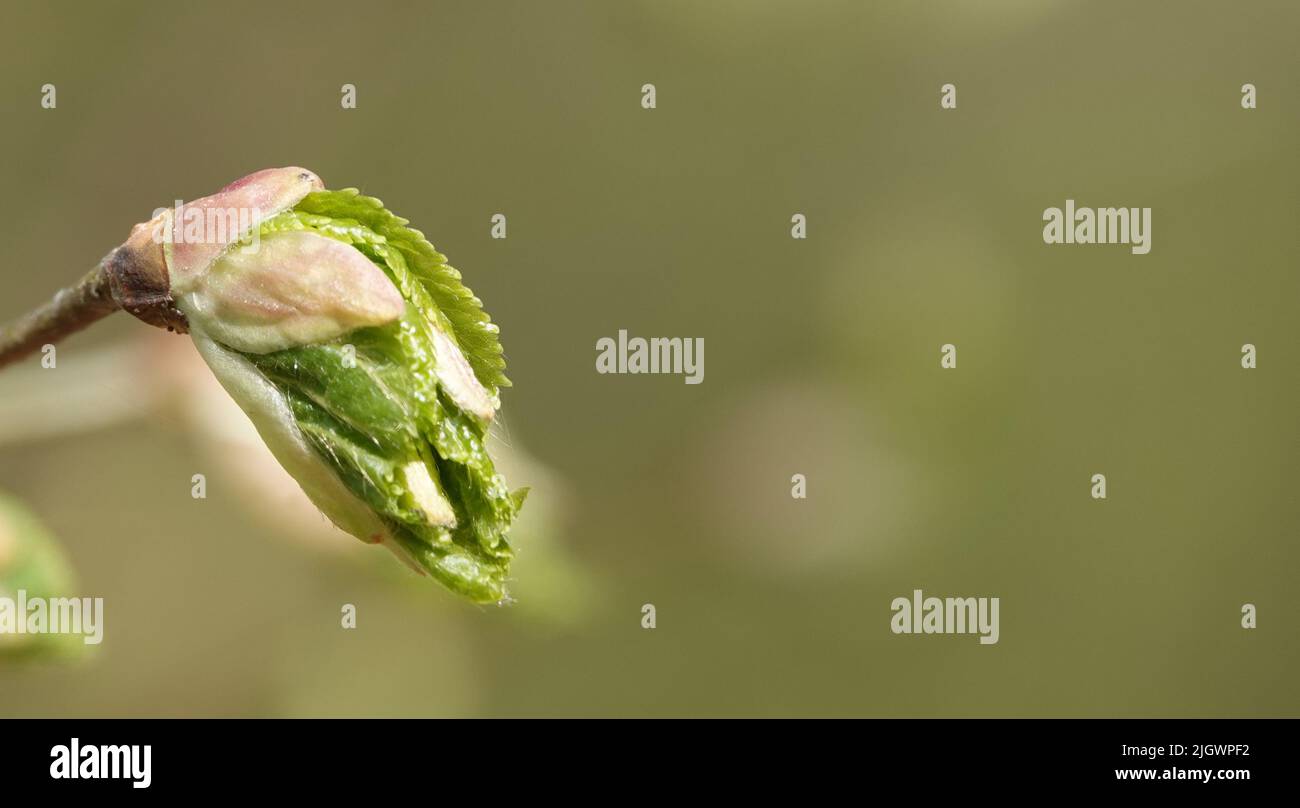 In spring, trees awaken, buds open, leaves appear Stock Photo - Alamy