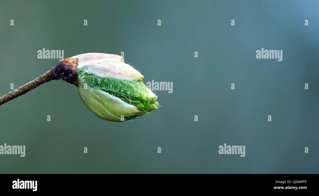 In spring, trees awaken, buds open, leaves appear Stock Photo - Alamy