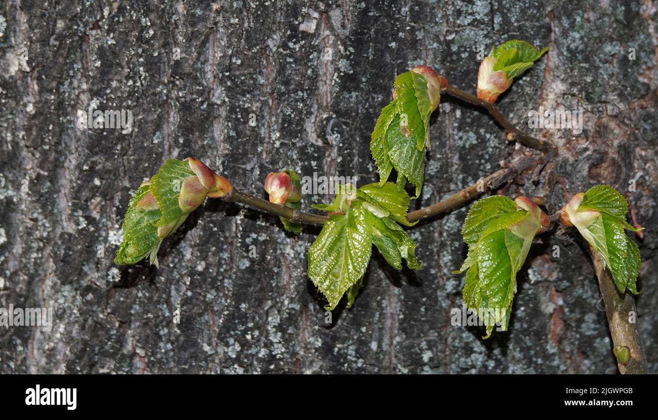 In spring, trees awaken, buds open, seeds and leaves appear Stock Photo ...