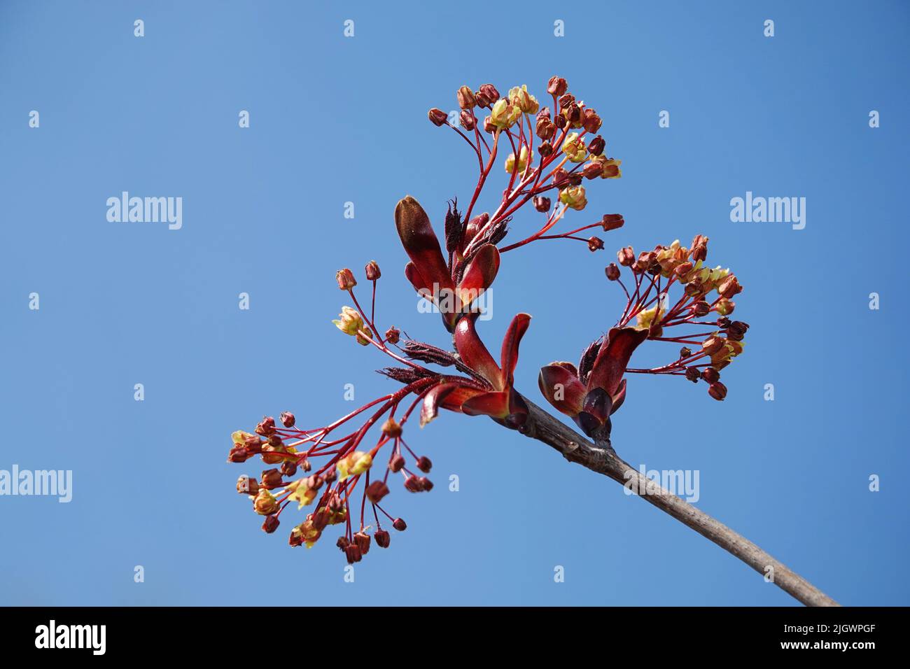 In spring, trees awaken, buds open, seeds and leaves appear Stock Photo ...