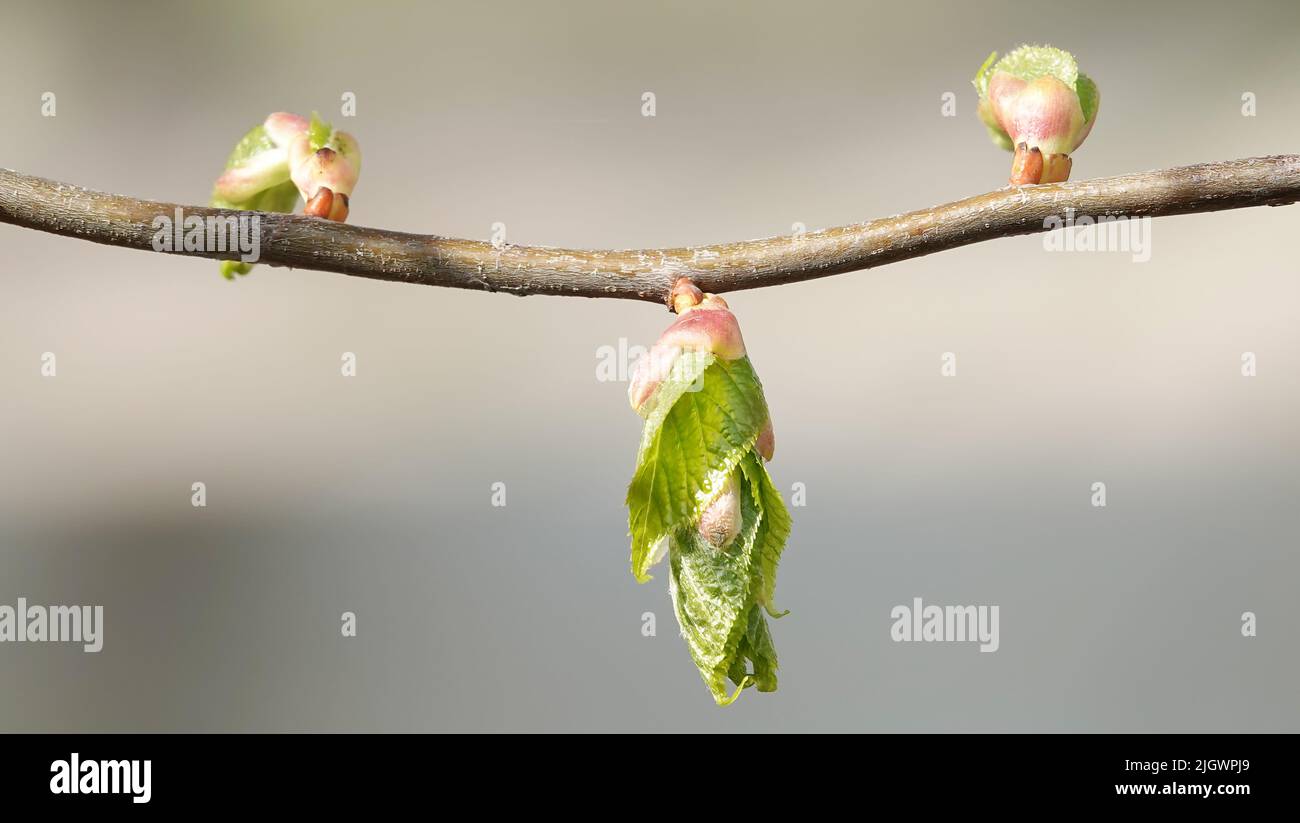 In spring, trees awaken, buds open, seeds and leaves appear Stock Photo ...