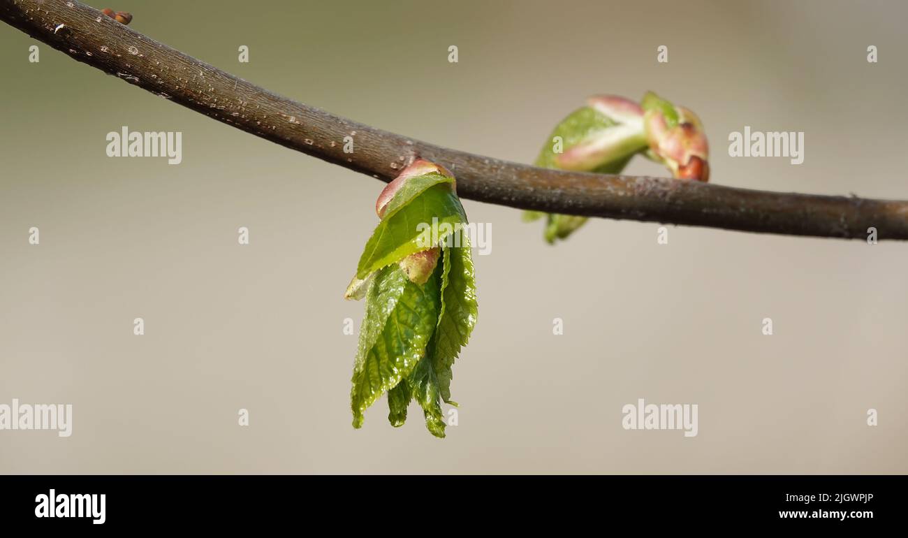In spring, trees awaken, buds open, seeds and leaves appear Stock Photo ...
