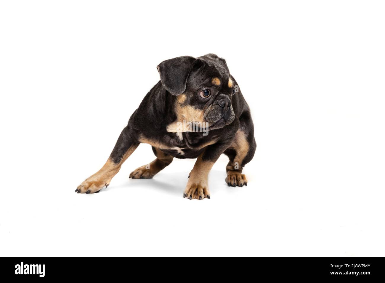 One cute dog, puppy playing, running isolated over white studio ...