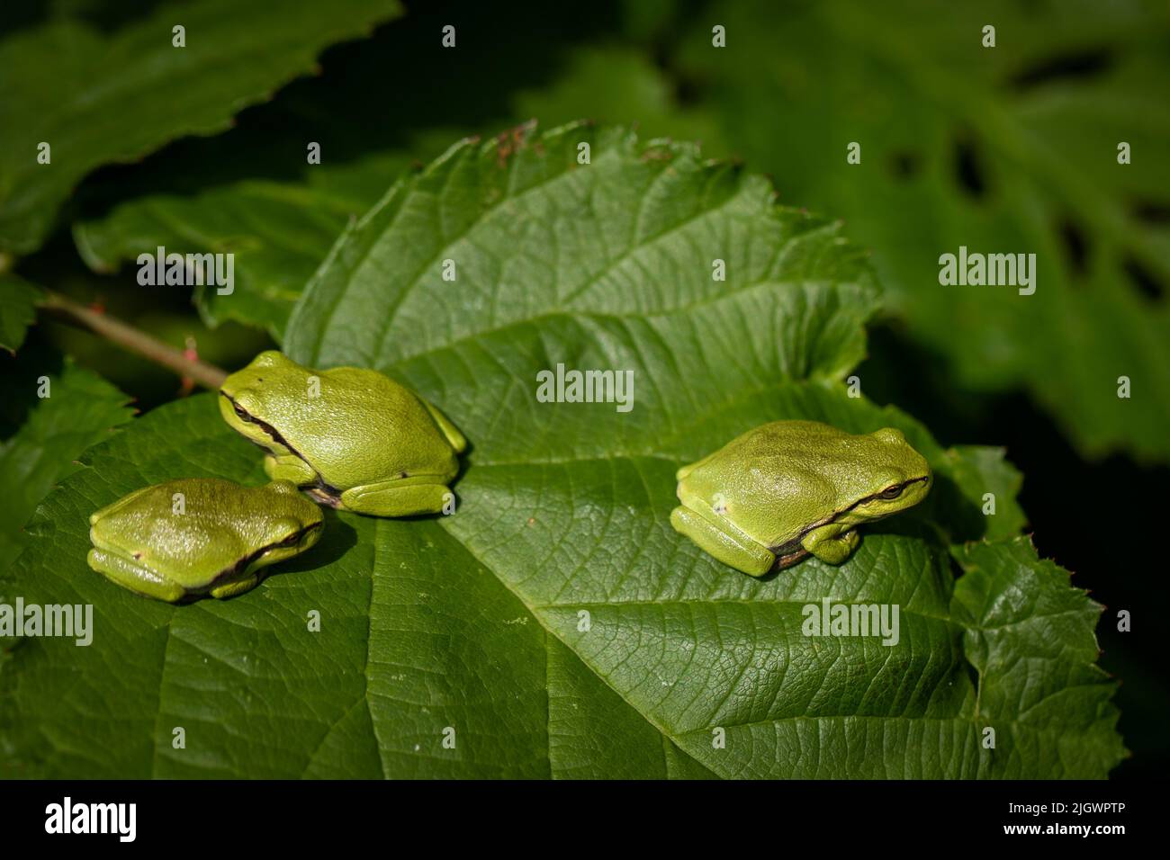 Three tree frogs hi-res stock photography and images - Alamy
