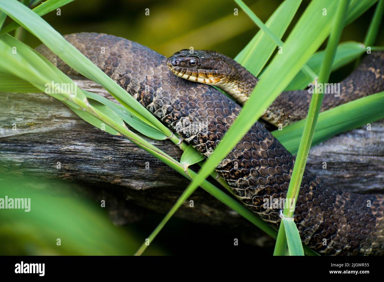 Viper grass hi-res stock photography and images - Alamy