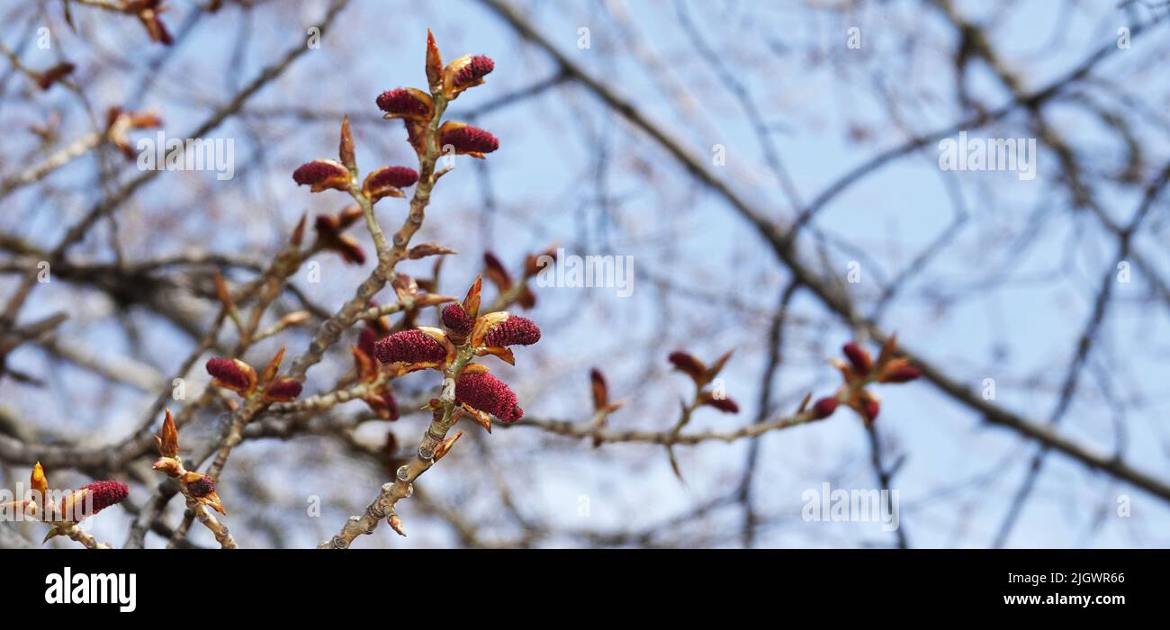 In spring, trees awaken, buds open, seeds and leaves appear Stock Photo ...