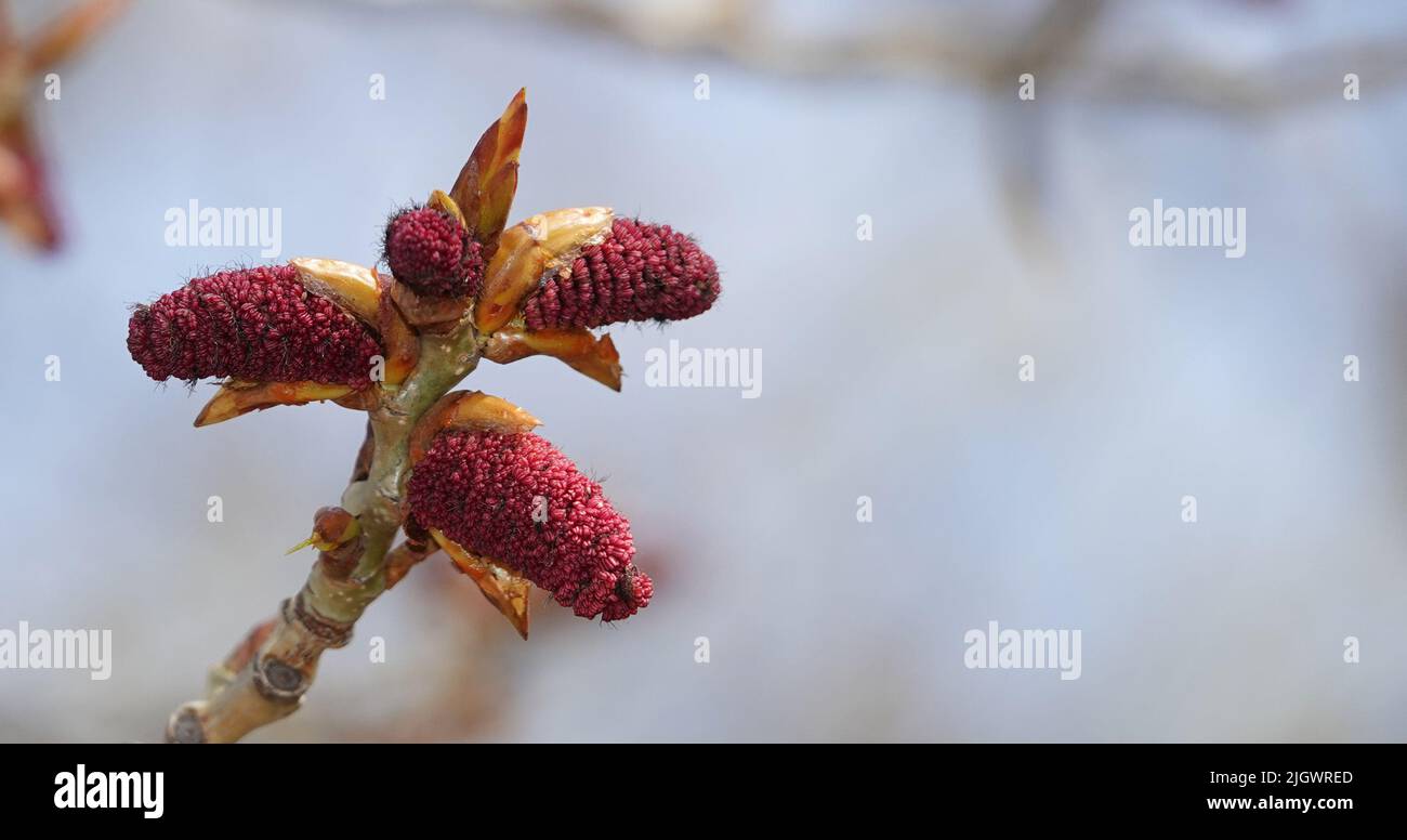 In spring, trees awaken, buds open, seeds and leaves appear Stock Photo ...