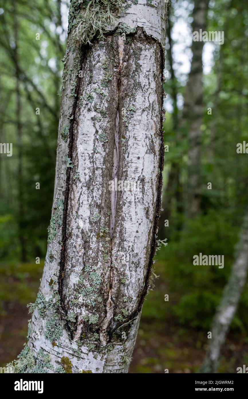 Birch trunk. Close-up of birch bark. Birch bark. Damaged old tree bark ...
