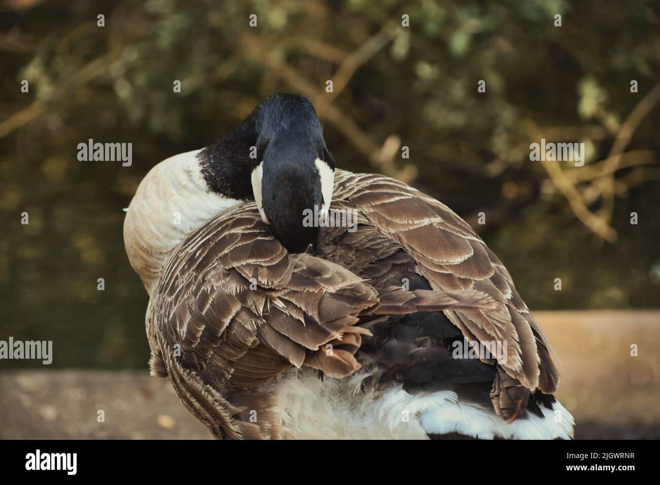 Sleeping goose hi-res stock photography and images - Alamy