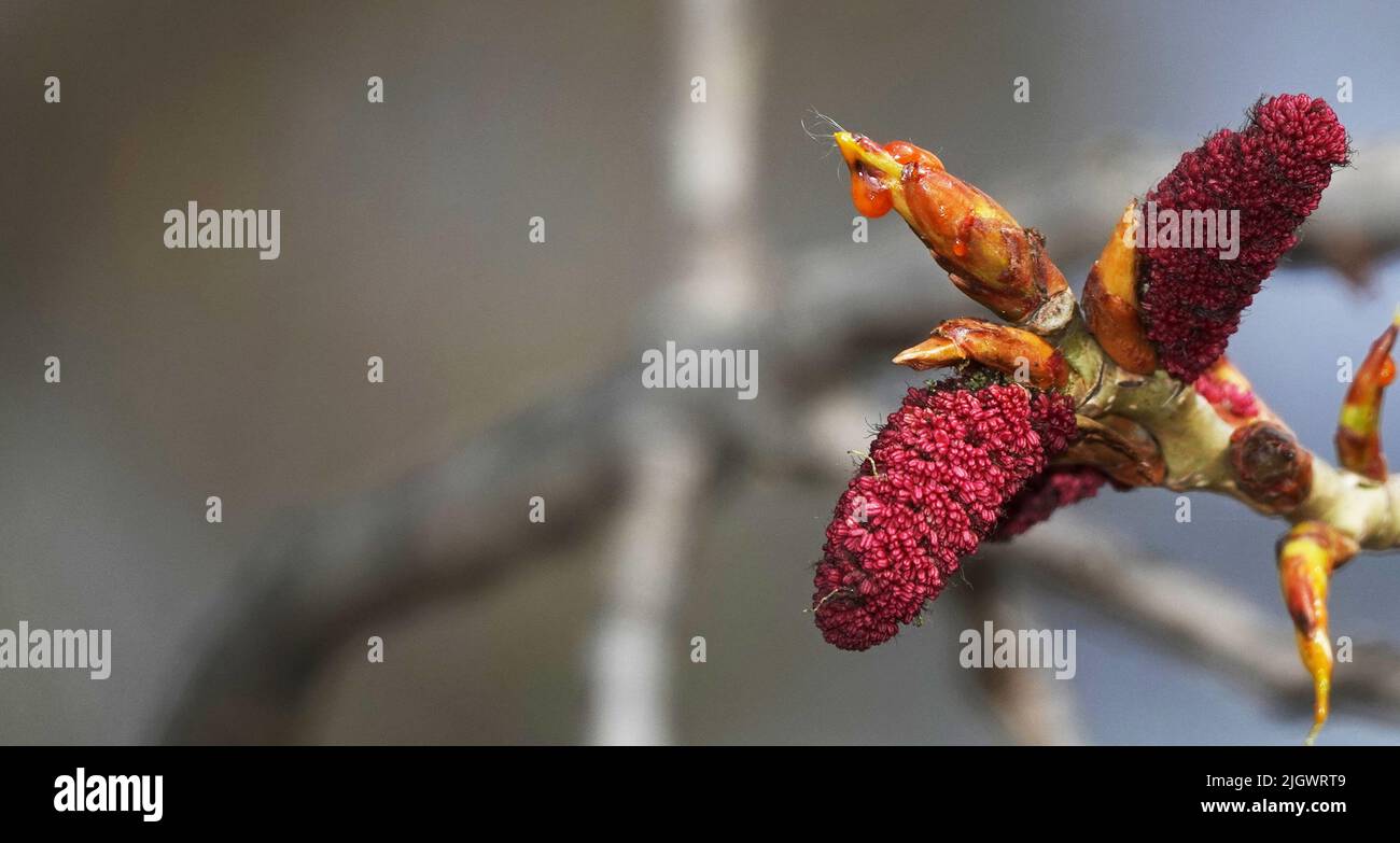 In spring, trees awaken, buds open, seeds and leaves appear Stock Photo ...