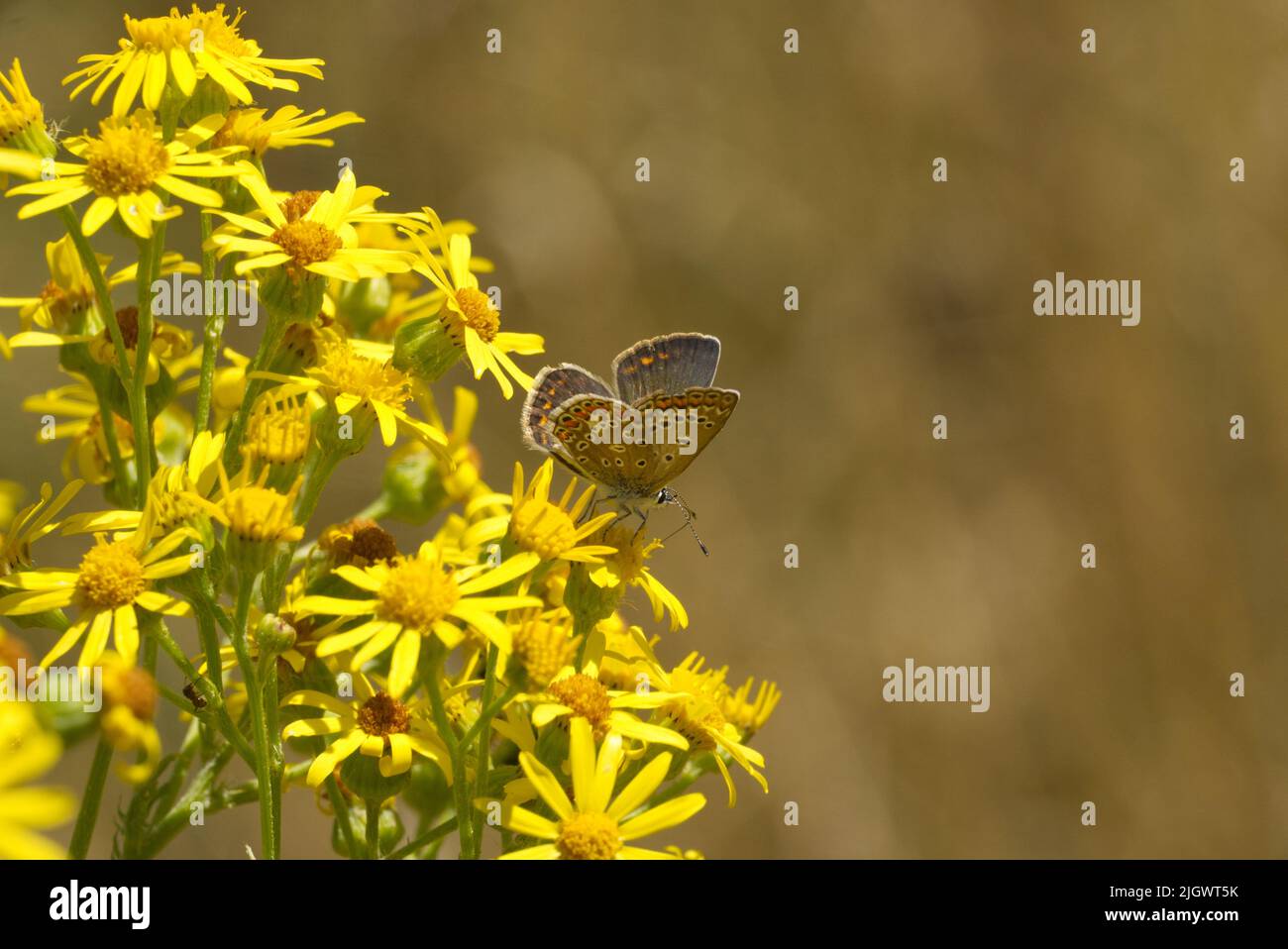 Polyommatus argiolus hi-res stock photography and images - Alamy