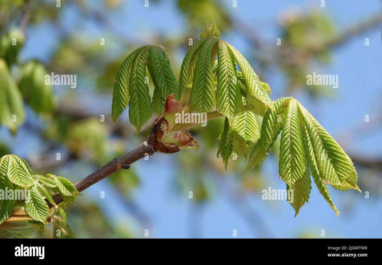 In spring, chestnut leaves bloom from the buds Stock Photo - Alamy