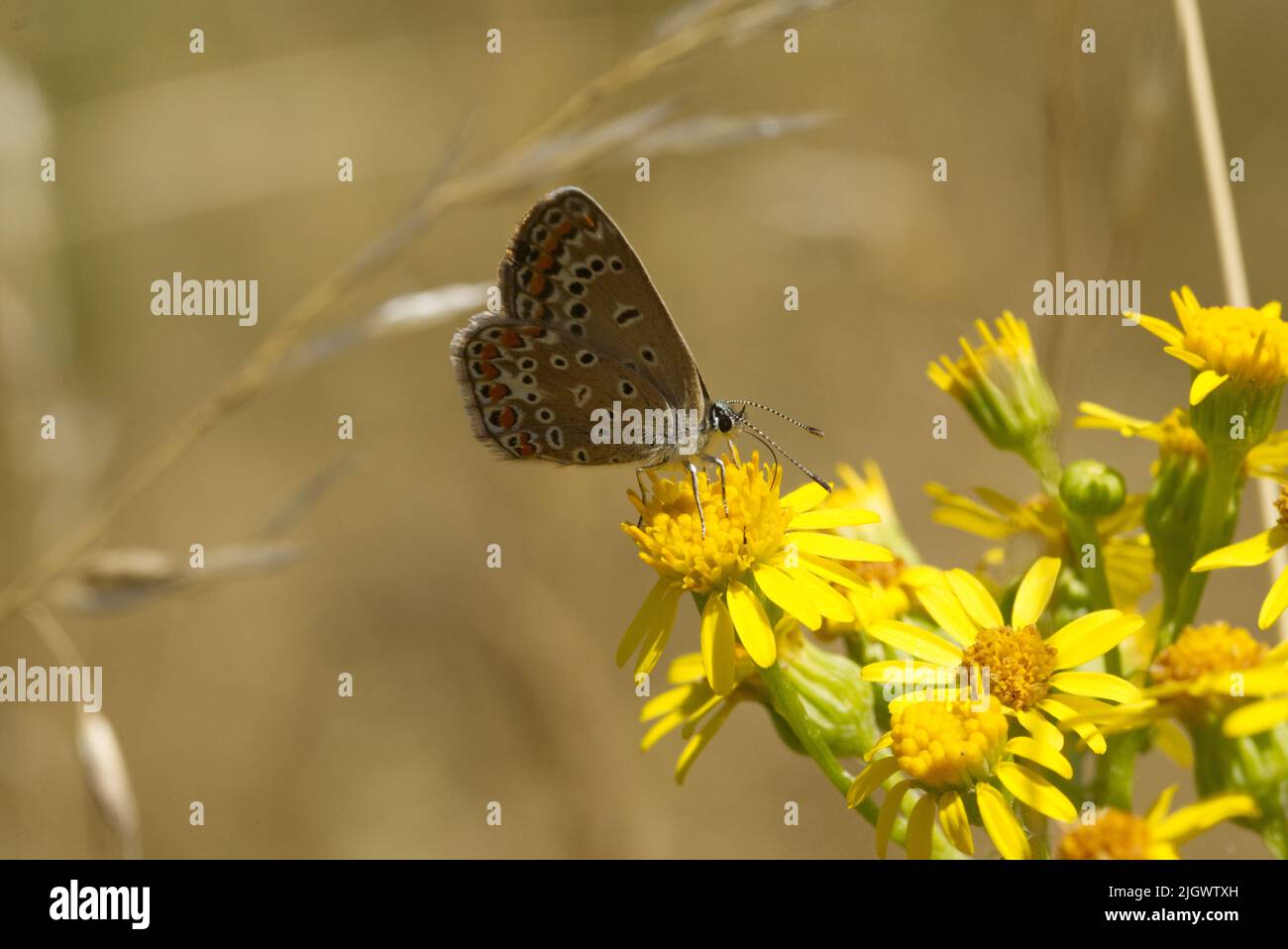 Polyommatus argiolus hi-res stock photography and images - Alamy