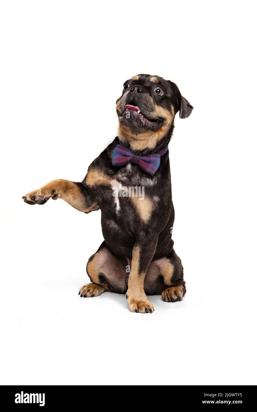 One cute dog, puppy playing, running isolated over white studio ...