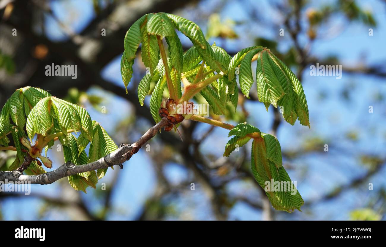 In spring, chestnut leaves bloom from the buds Stock Photo - Alamy