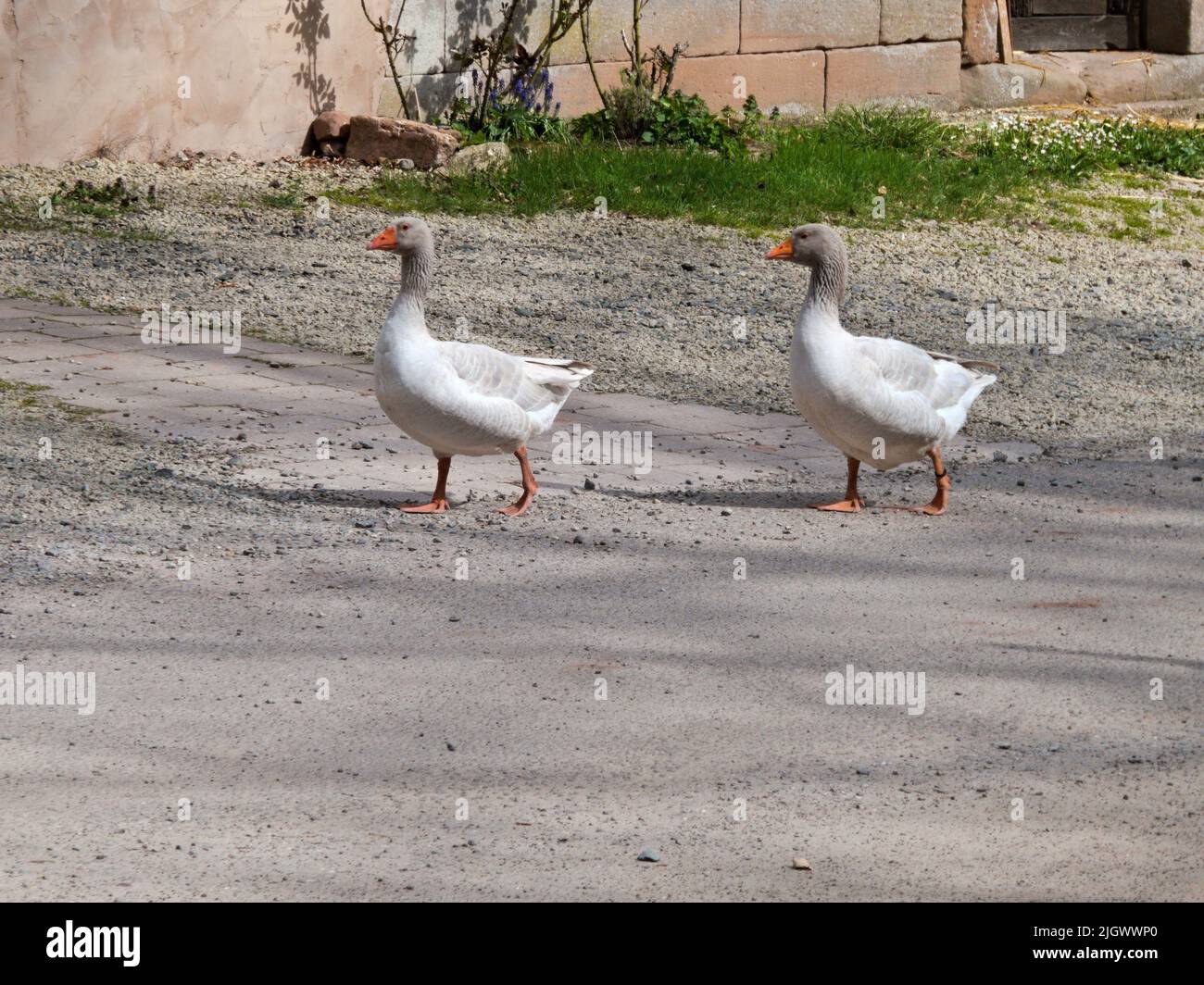 Free range geese hi-res stock photography and images - Alamy
