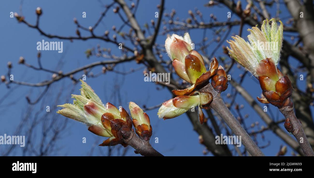 In spring, chestnut leaves bloom from the buds Stock Photo - Alamy