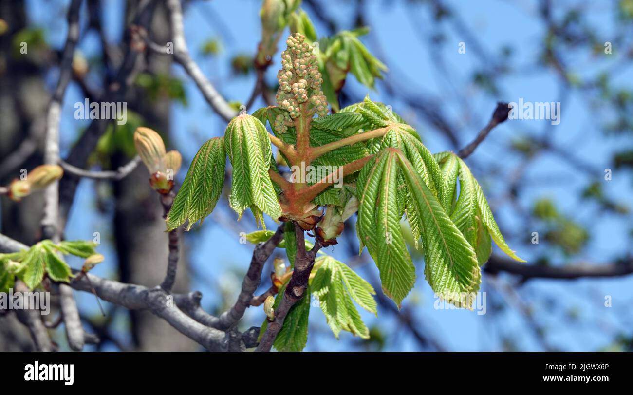 Chestnut leaves chestnuts large hi-res stock photography and images - Alamy