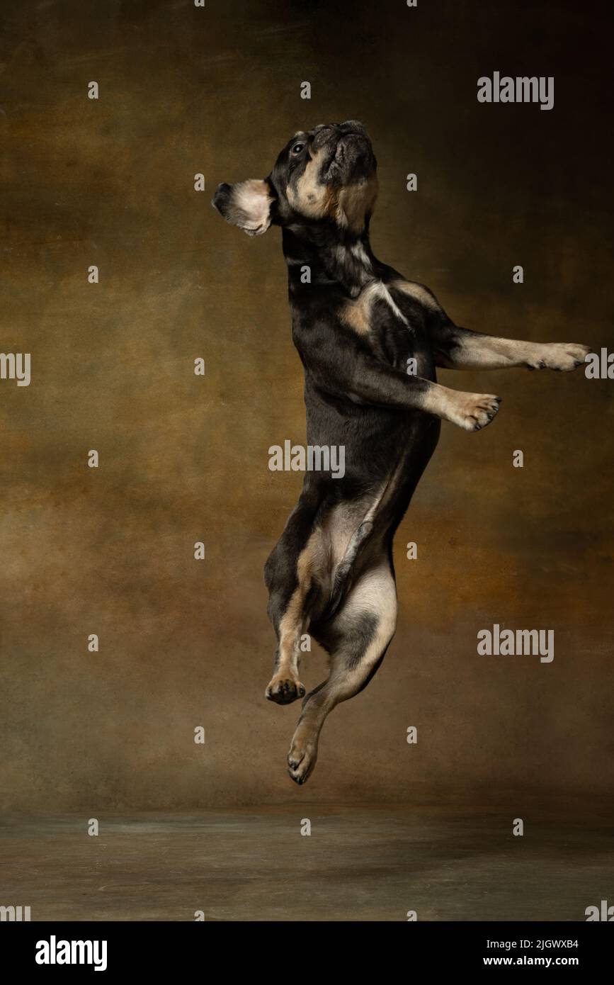 Cute dog jumping hi-res stock photography and images - Alamy