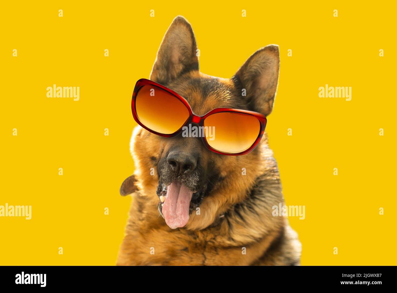 Cool German Shepherd Dog in mirrored sunglasses Stock Photo - Alamy