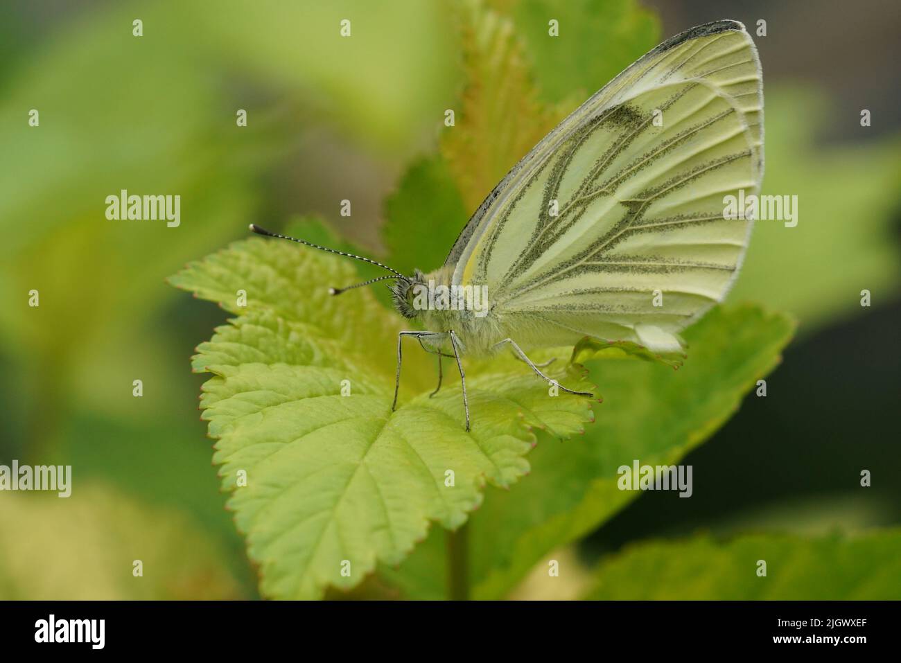 Closeup on a green-veined white, Pieris napi sitting with closed wings ...
