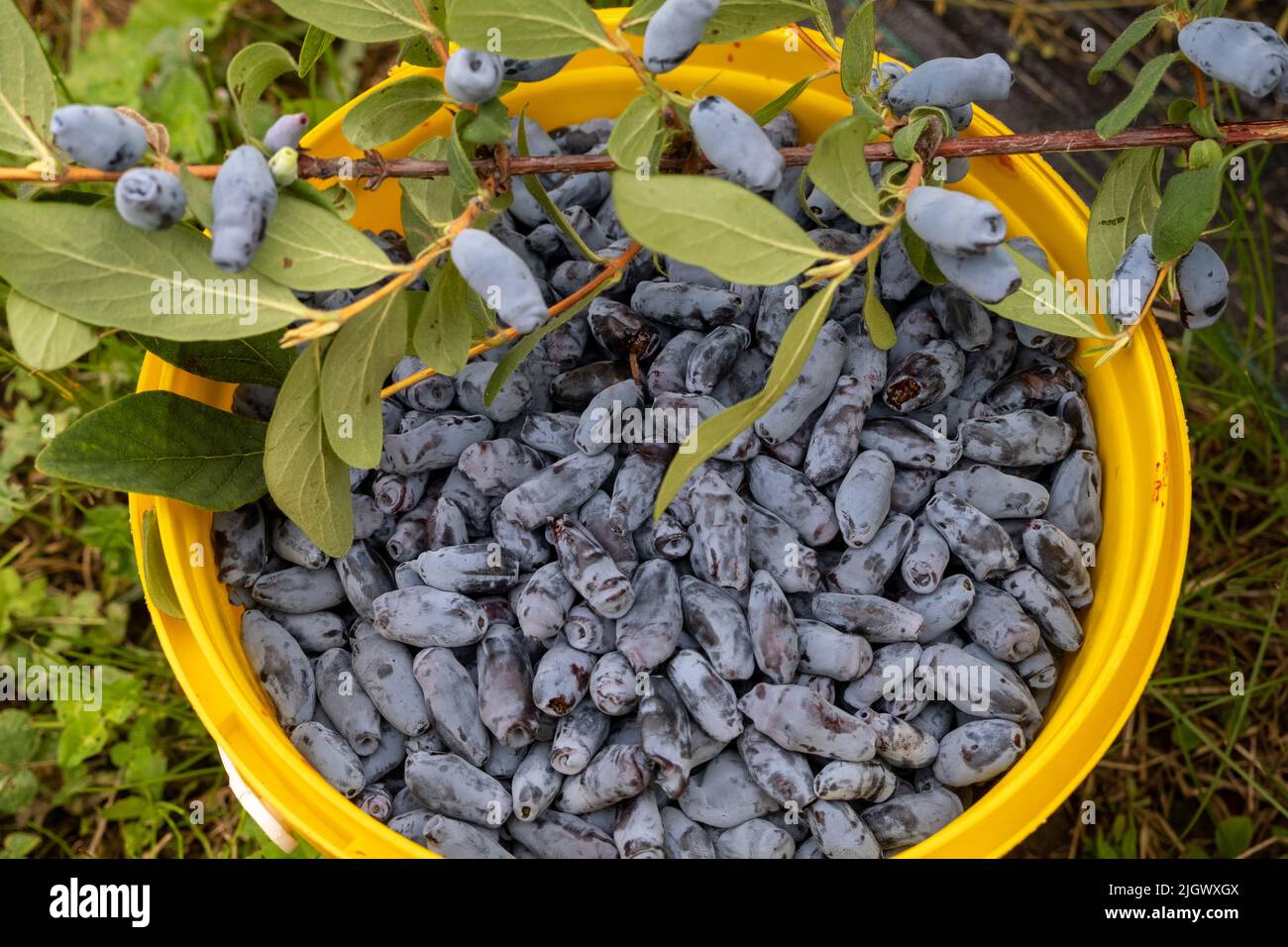 Yellow bucket with honeysuckle berry. Delicious healthy summer berries ...