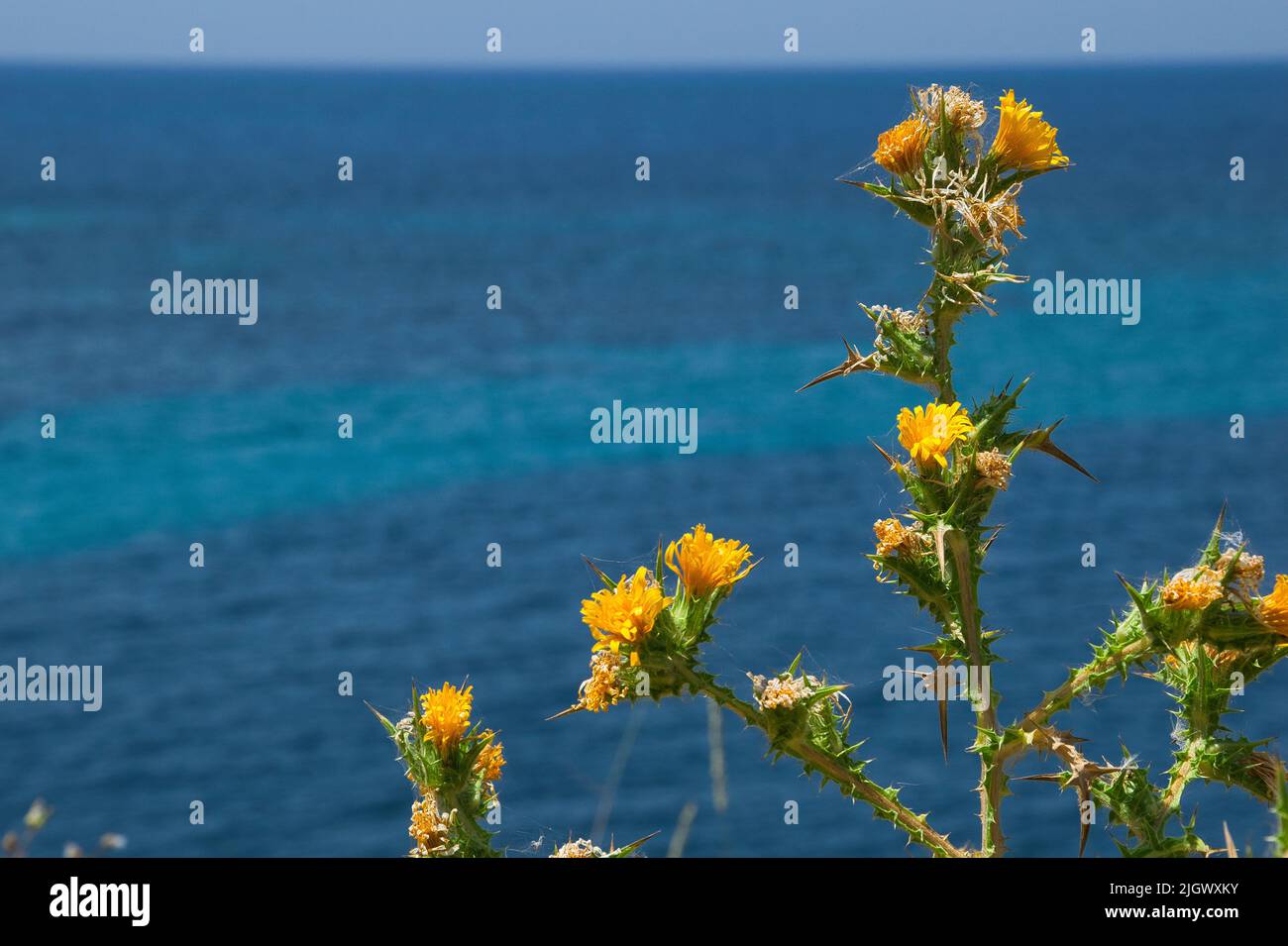 Scolymus hispanicus, the common golden thistle or Spanish oyster ...