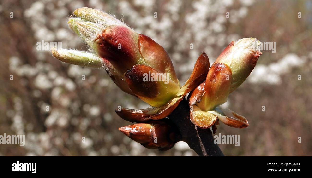 Chestnut leaves chestnuts large hi-res stock photography and images - Alamy