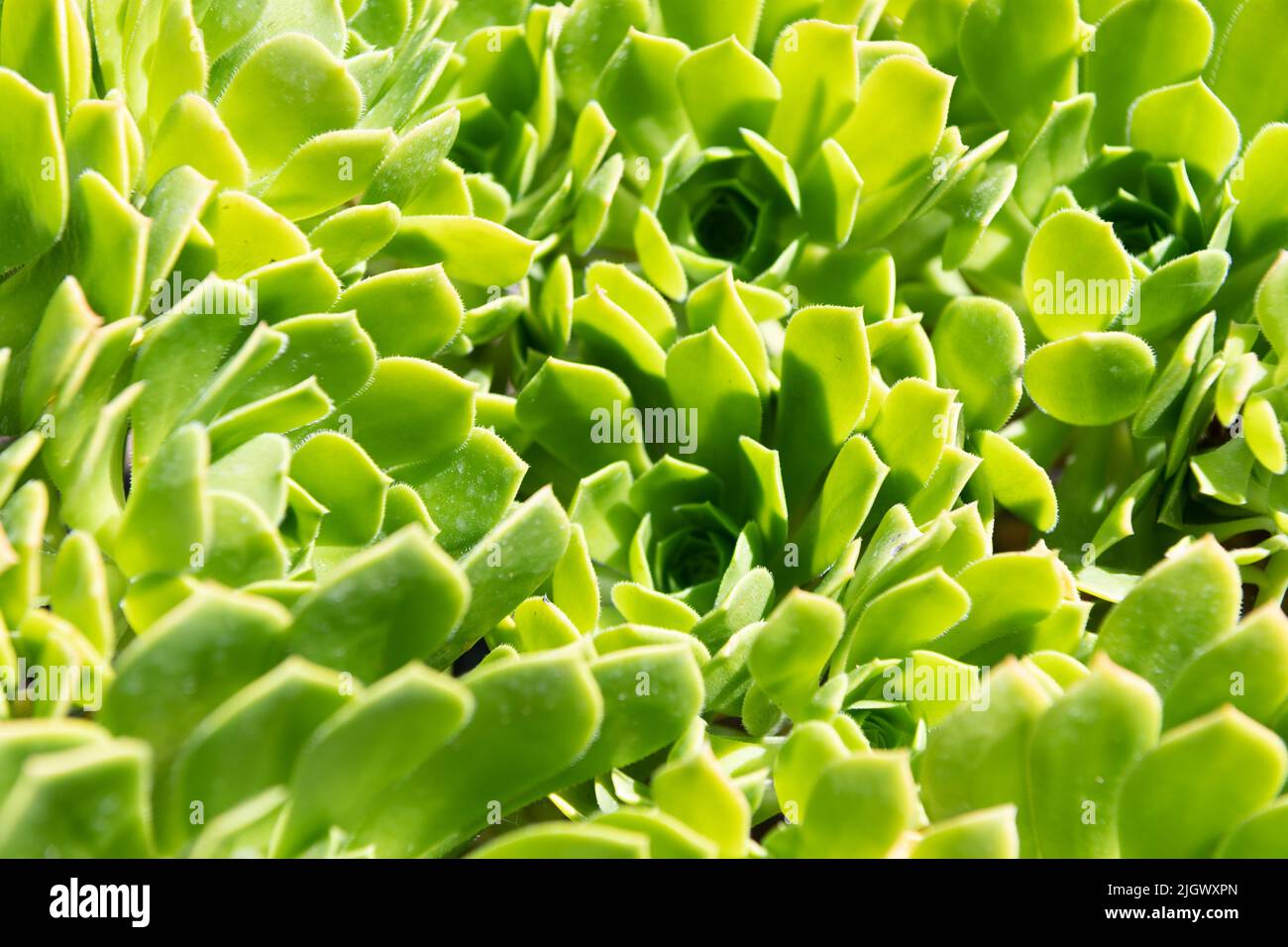 crassulaceae succulent cactus with green leaves. natural background ...