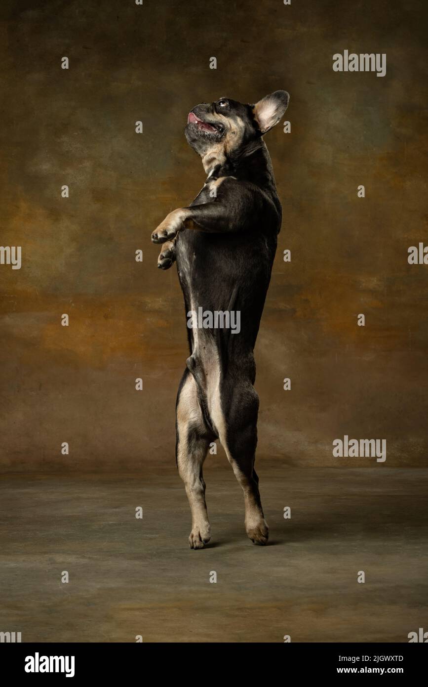 Cinematic portrait of funny active pet, cute dog posing isolated over ...