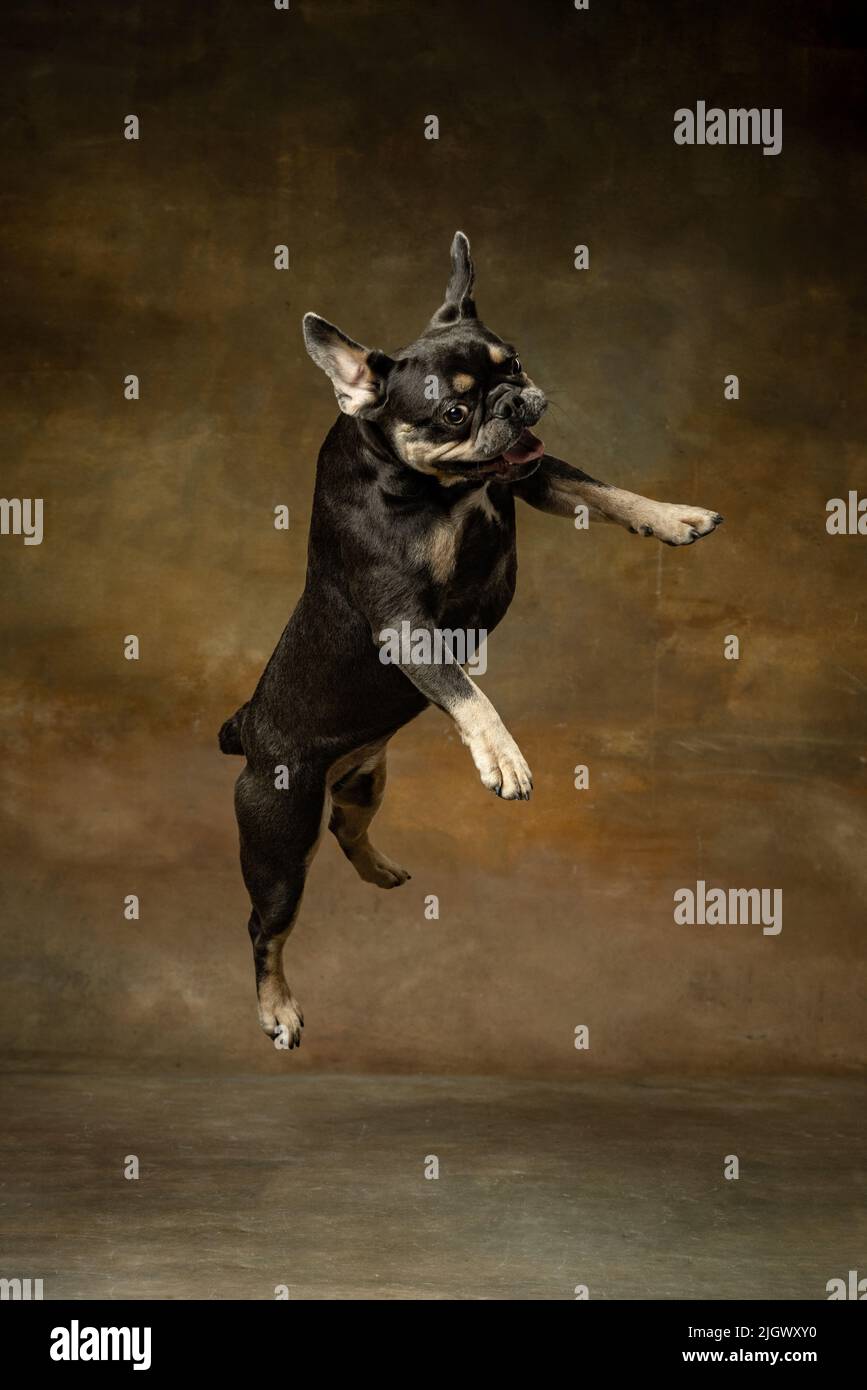 Joyful active pet, cute dog jumping isolated over dark vintage ...