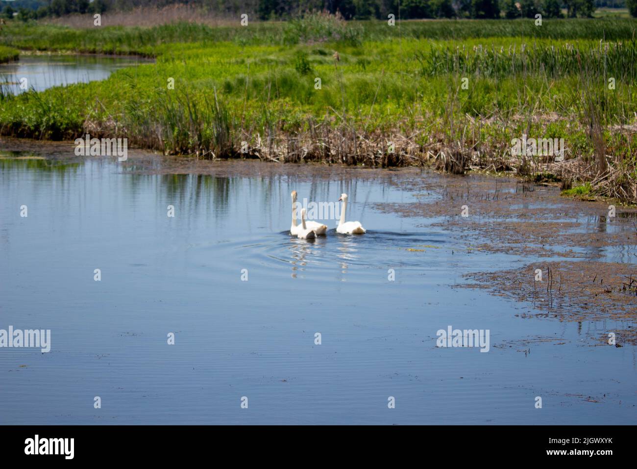 A family of mute swans swim on a wetland in Canada. Swans are an ...