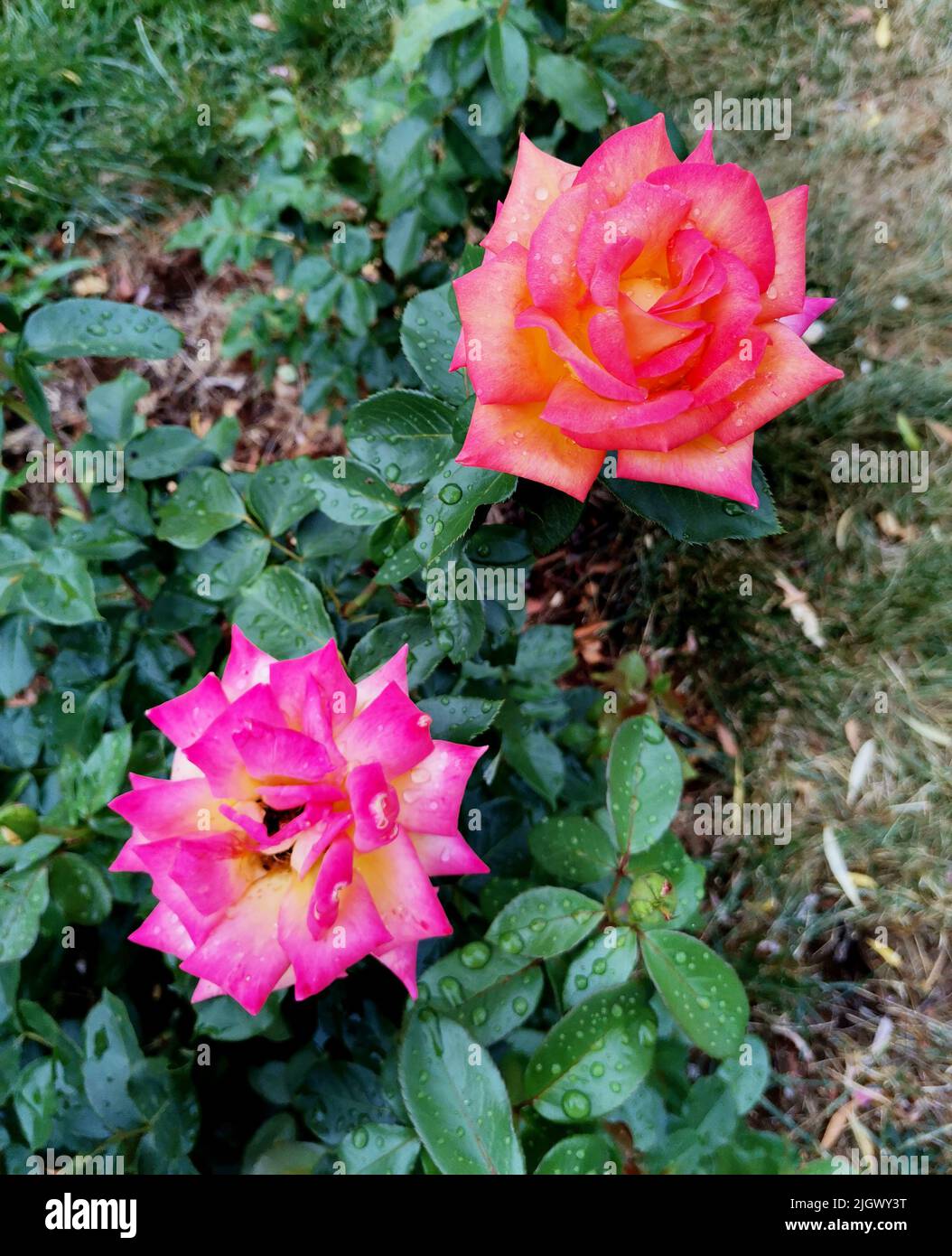 Candy pink and flaming orange tea roses in botanical garden Stock Photo ...