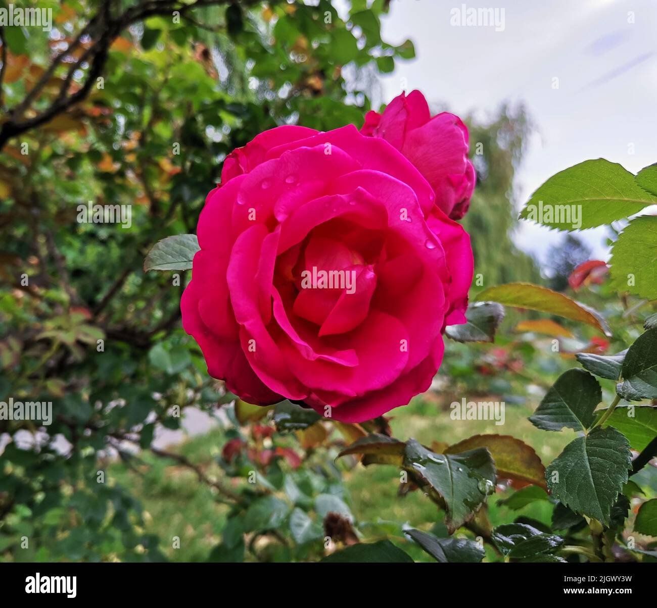 Hot pink tea rose in botanical garden Stock Photo - Alamy