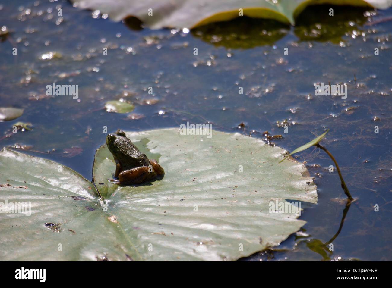 young frogs in a marsh. Photographed july 2022 in canada Stock Photo ...