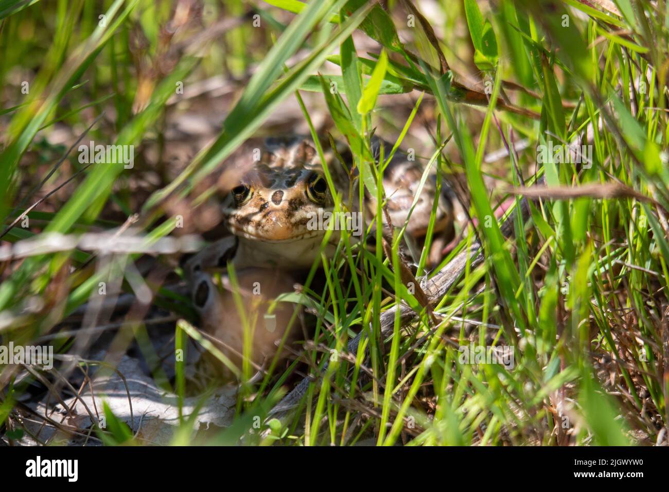 A leopard frog photographed in the grasses of Canada in july 2022 Stock ...