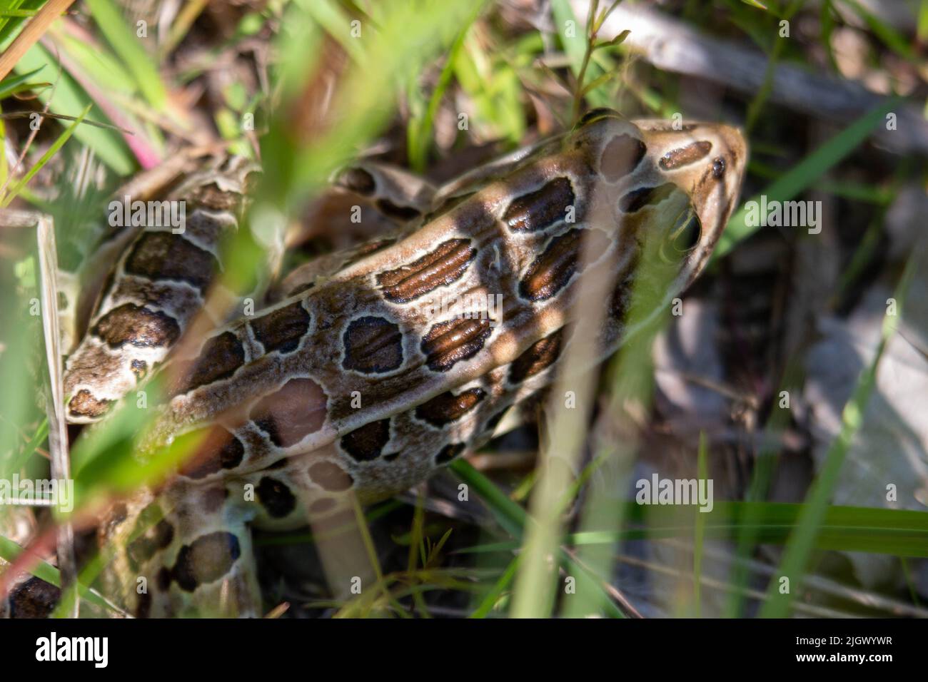 A leopard frog photographed in the grasses of Canada in july 2022 Stock ...