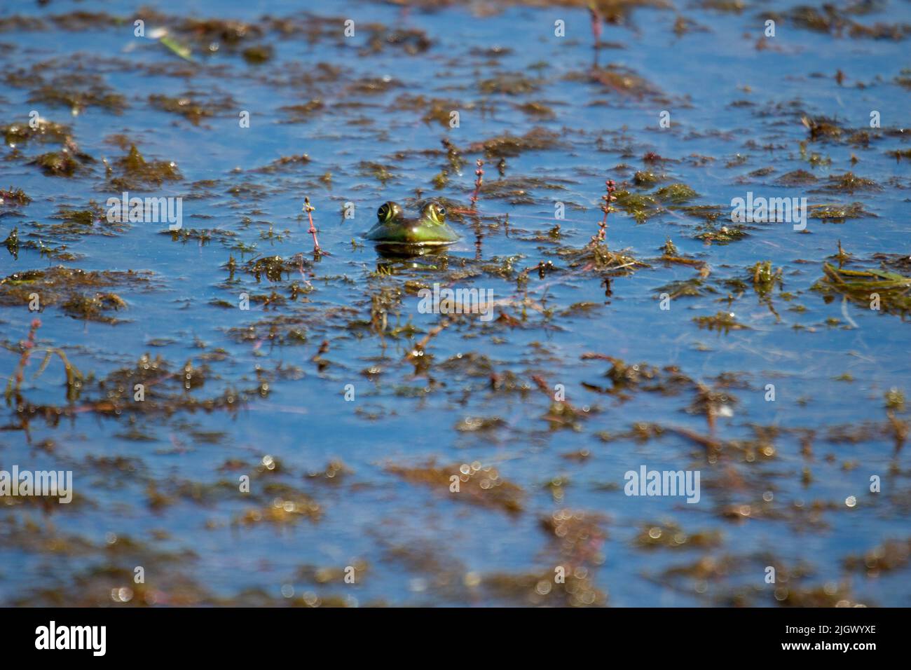 young frogs in a marsh. Photographed july 2022 in canada Stock Photo ...