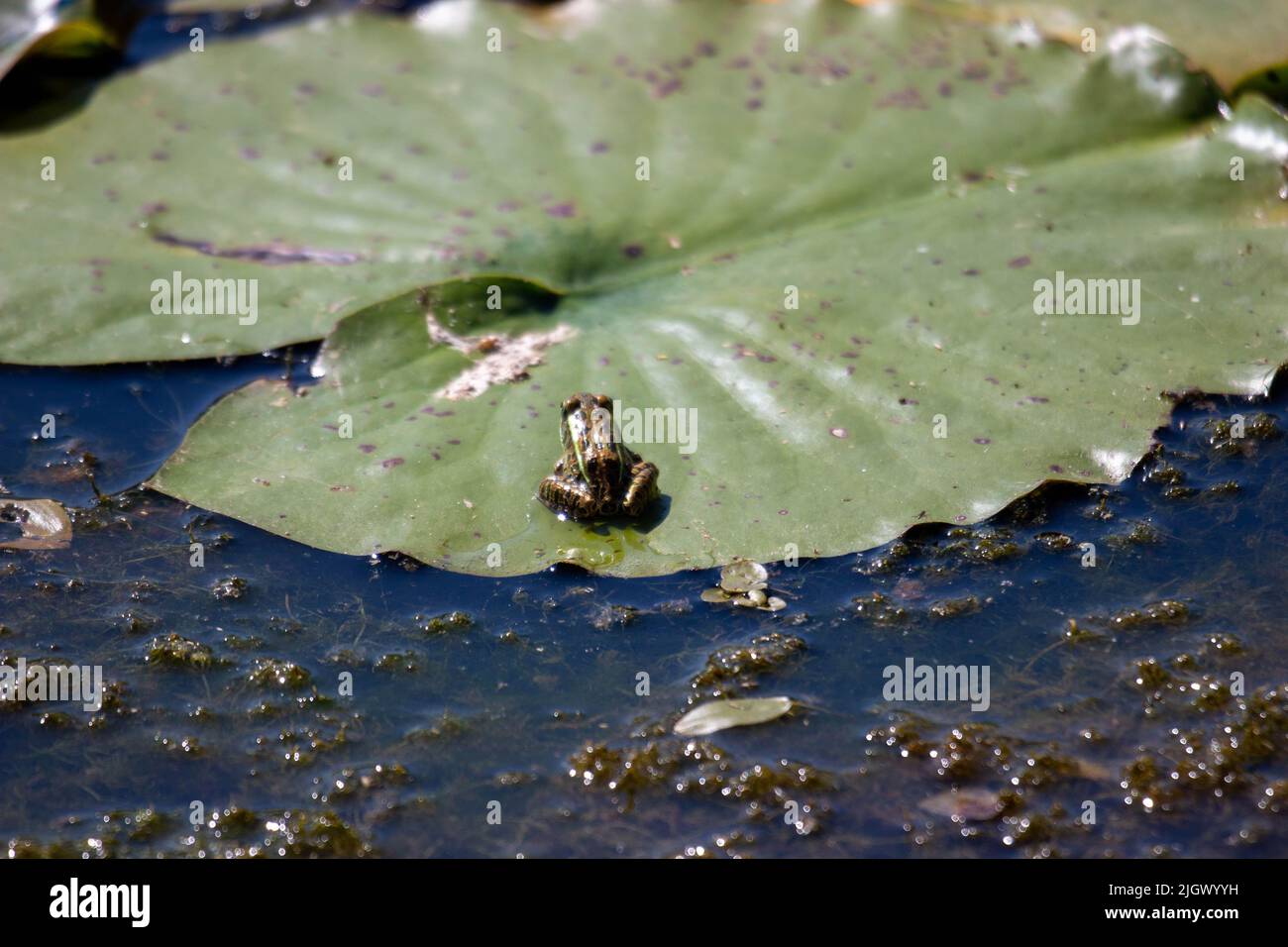 young frogs in a marsh. Photographed july 2022 in canada Stock Photo ...
