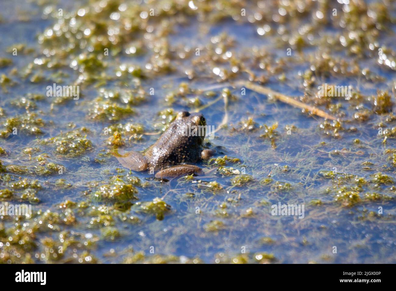 young frogs in a marsh. Photographed july 2022 in canada Stock Photo ...