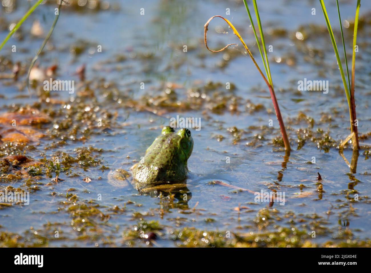 young frogs in a marsh. Photographed july 2022 in canada Stock Photo ...