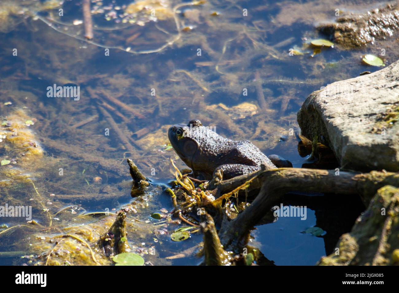 young frogs in a marsh. Photographed july 2022 in canada Stock Photo ...