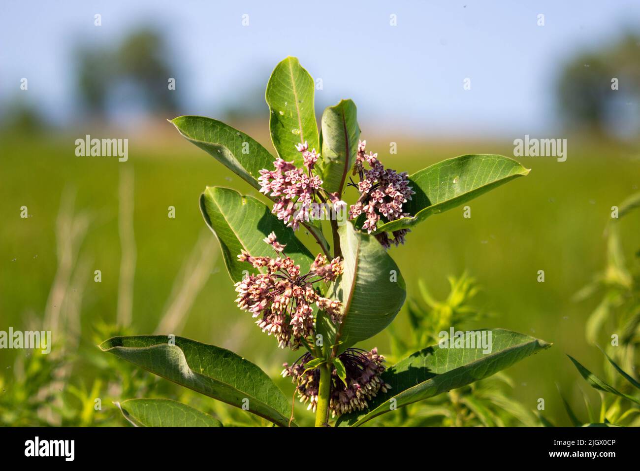 Milkweed in bloom photographed July 2022 in Canada Stock Photo - Alamy